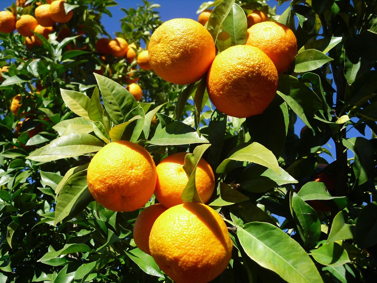 Seville orange trees courtyard