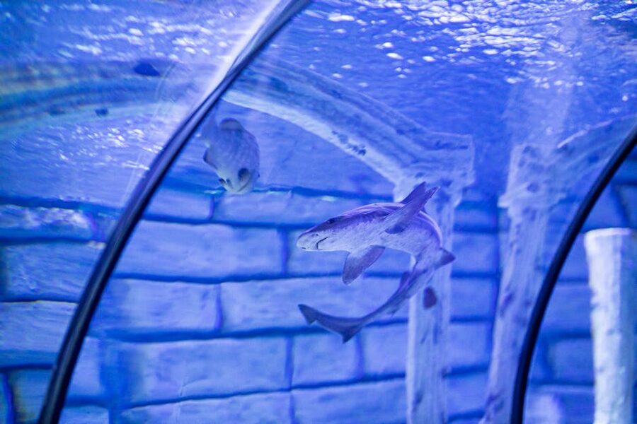 Shark in aquarium tunnel