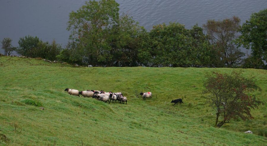 Border collie sheepdog herding sheep on a green meadow by a river