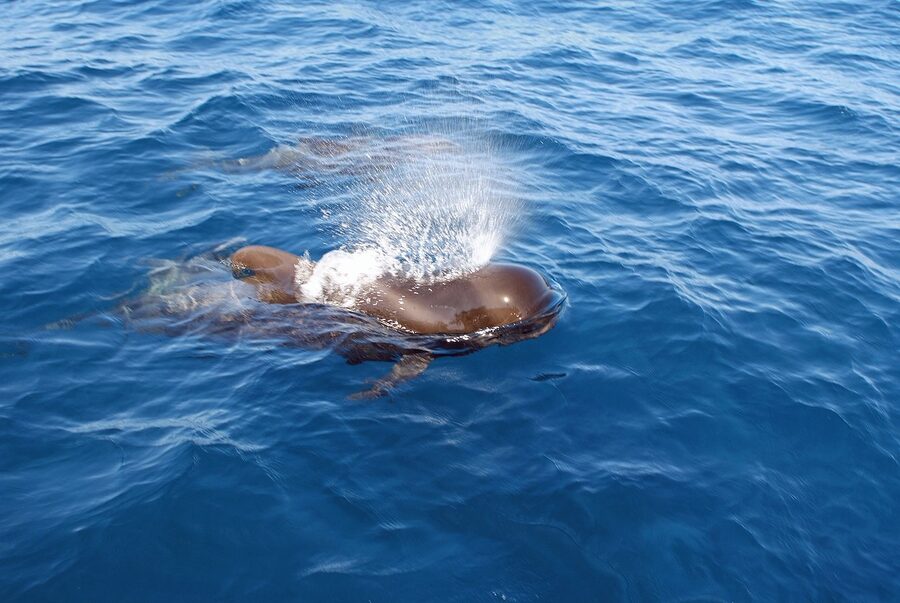 Short-finned pilot whale close-up showing bulbous head