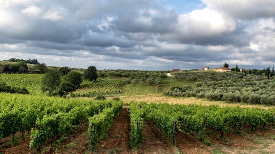 Siena vineyard in Tuscany under cloudy sky