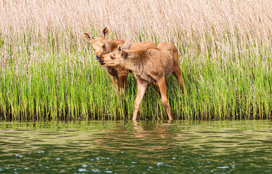 Young moose calves standing by a lakeside in Sweden