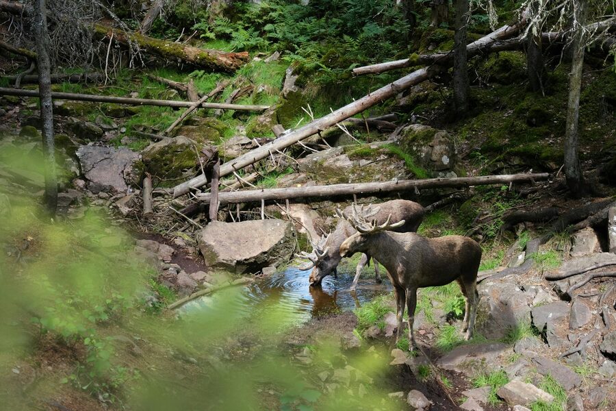Two moose drinking from a stream in a Swedish forest