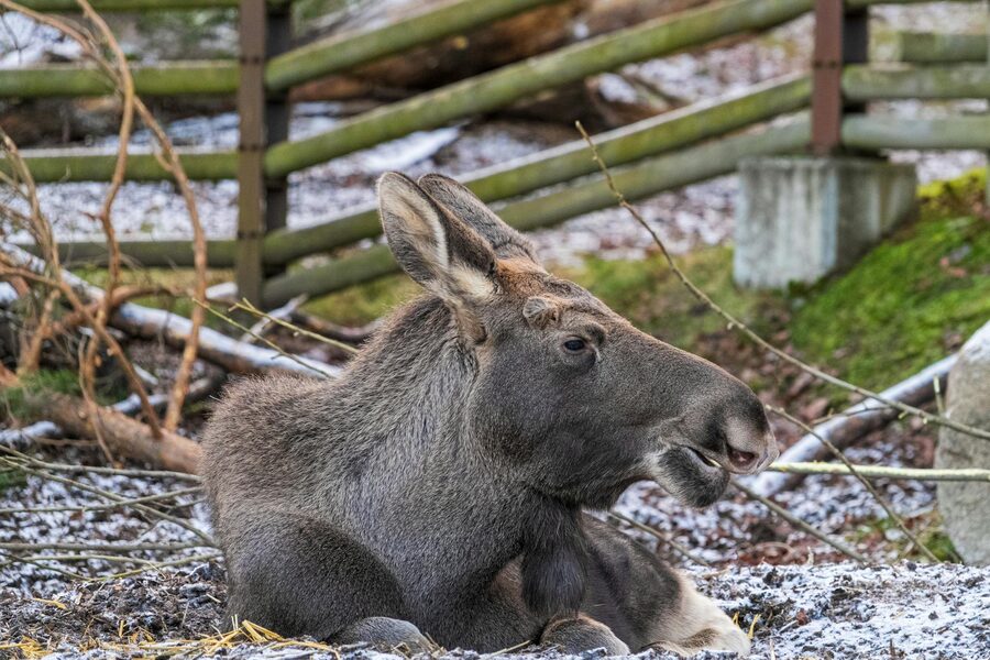 Moose in a snowy enclosure at Skansen in winter