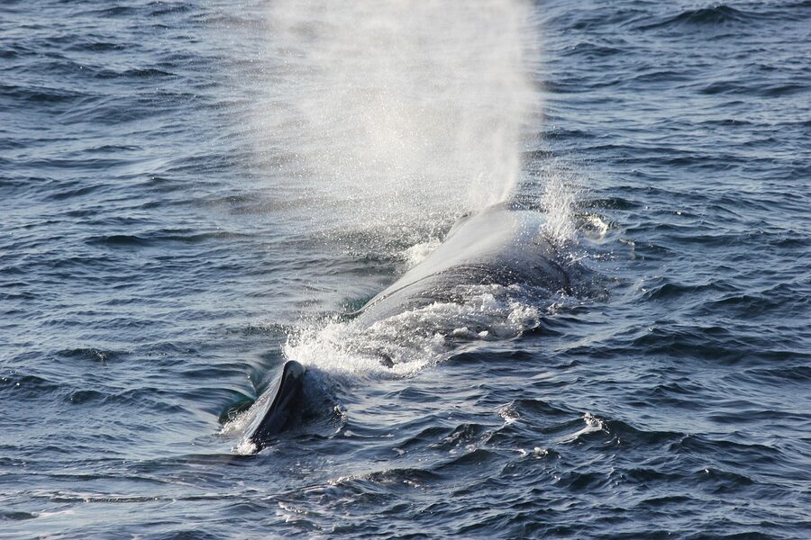 Sperm whale exhaling at the surface off Andenes, Norway