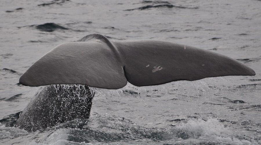 Sperm whale fin visible at the surface off Norway