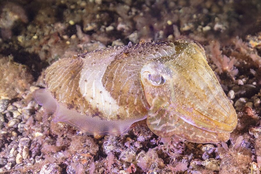 Common cuttlefish at Teno-Rasca marine zone Tenerife