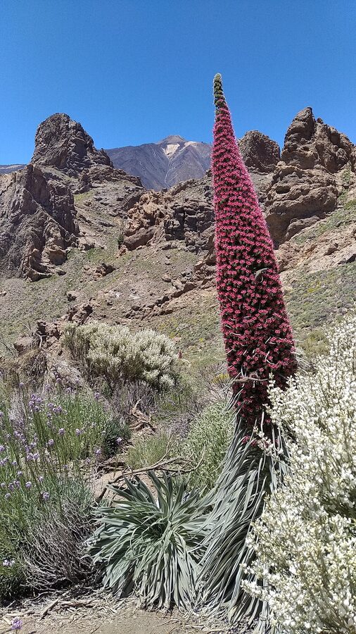 Tajinaste and Roques de Garcia with Teide