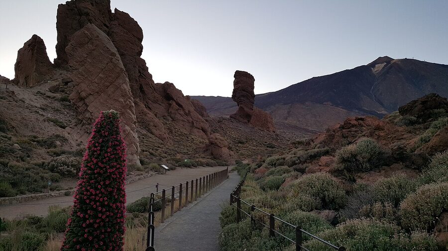 Teide sunset with Tajinaste flower