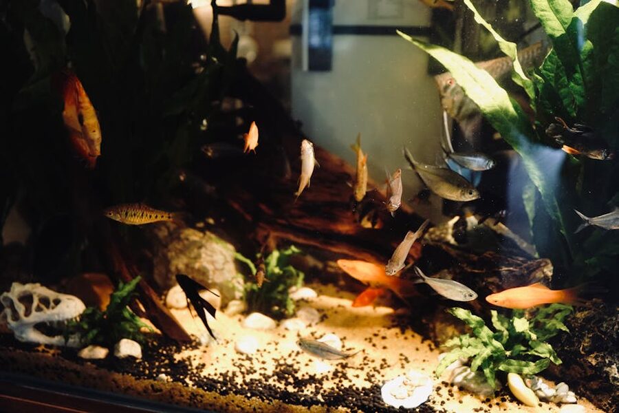 Tropical fish aquarium display