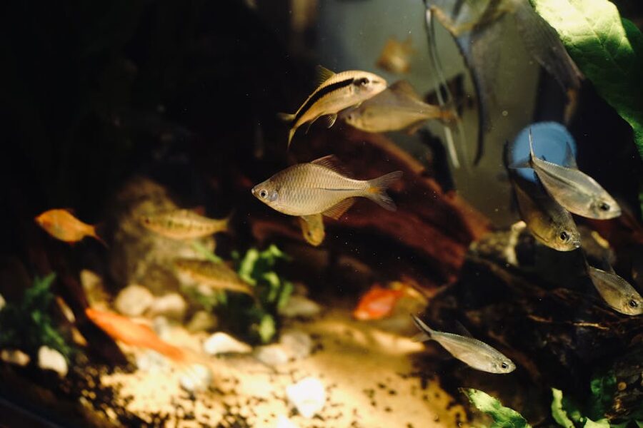 Variety of tropical fish swimming
