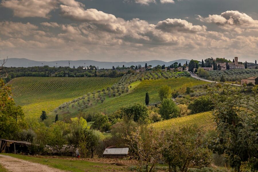 Rolling hills Tuscany vineyards