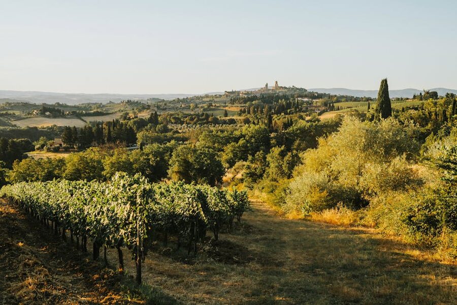 Rolling vineyards in Tuscany