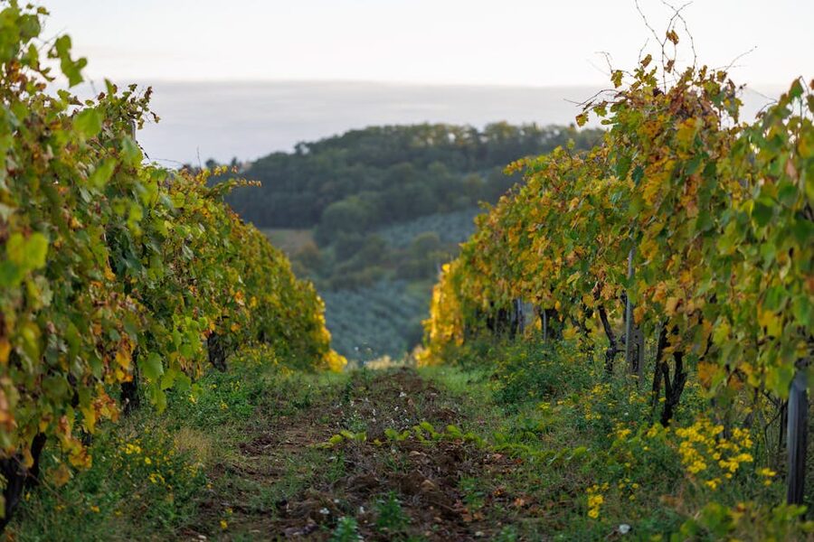 Tuscany vineyard with autumn leaves under sunset