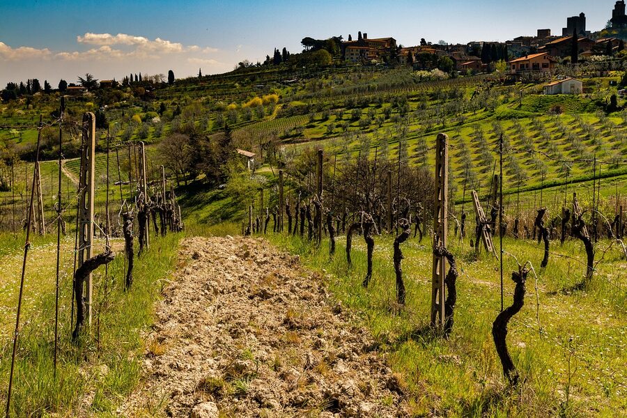 Tuscany Chianti vineyards on rolling hills