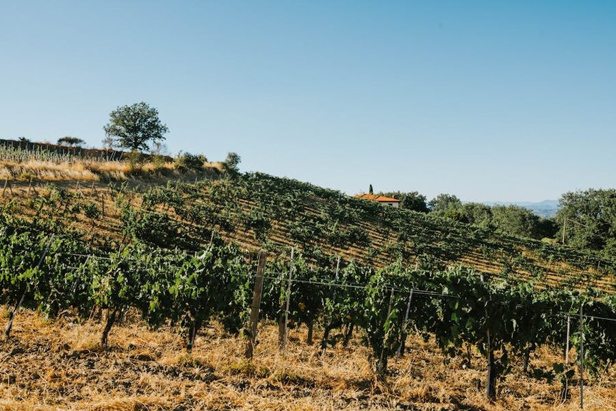 Tuscany vineyard under a clear blue sky