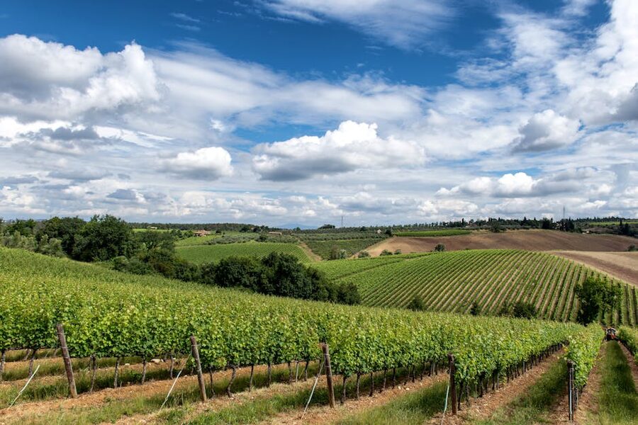 Tuscany vineyards stretched across hills