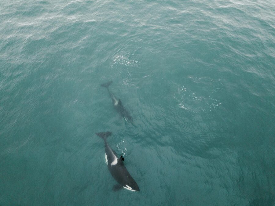 Two orcas seen from above swimming through clear ocean water