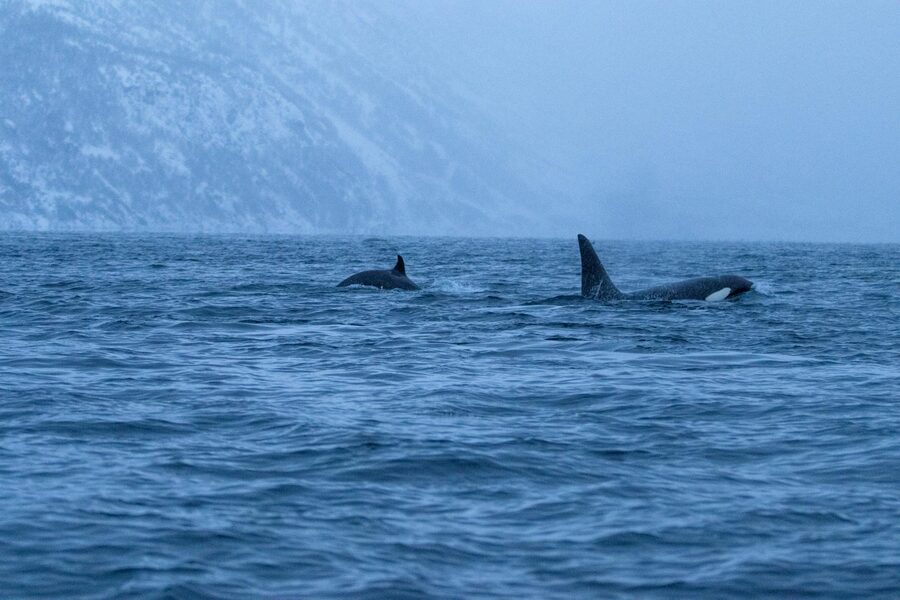 Two orcas swimming together in Arctic waters at dusk with mountains in background