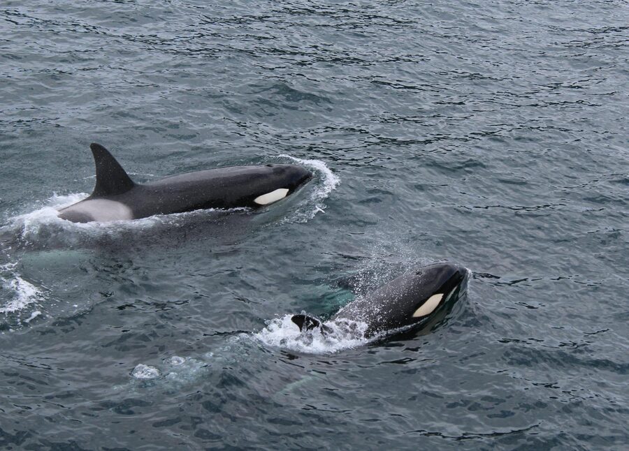 Two orcas swimming side by side in open ocean