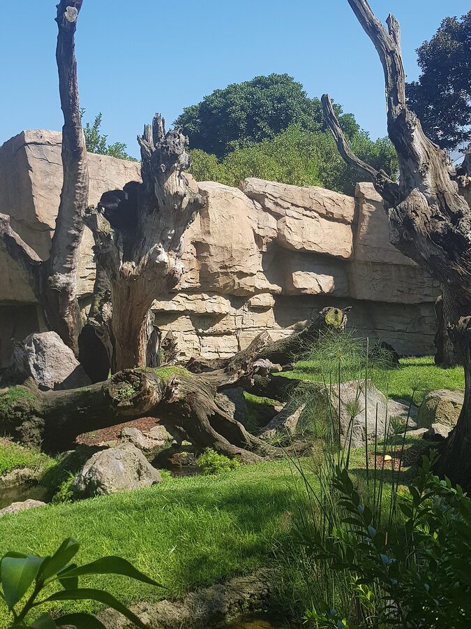 Bioparc Valencia immersive zoo design