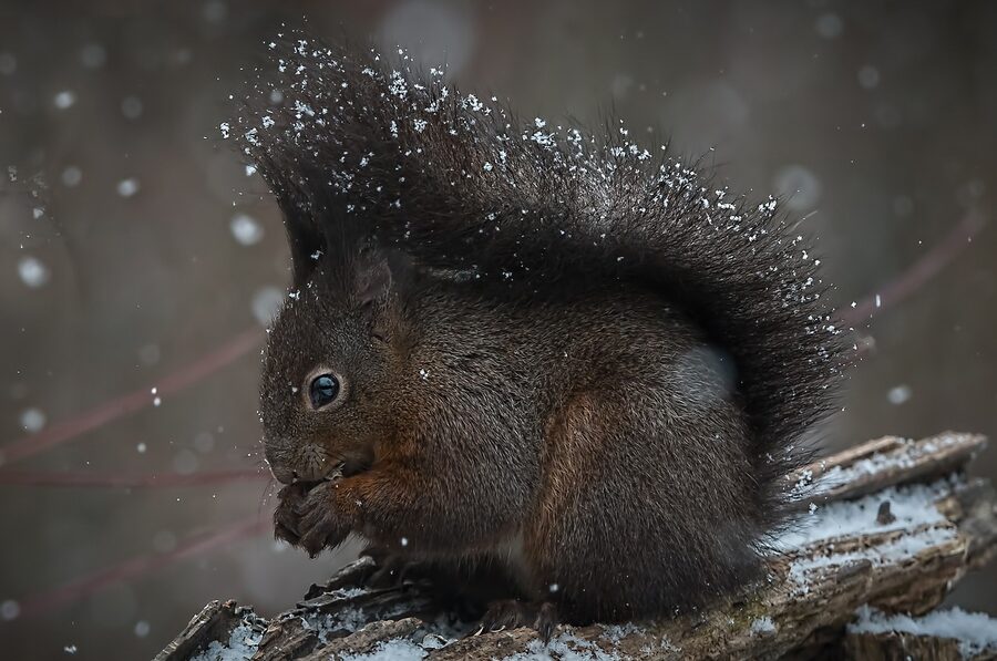 Verona cityscape architecture
