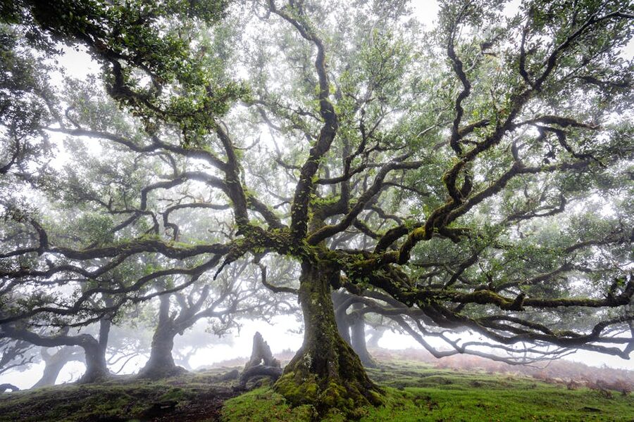 Ancient tree twisted branches in misty Fanal forest