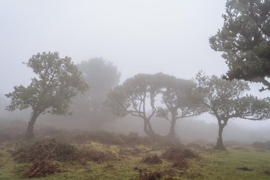 Mysterious misty forest landscape Fanal Madeira
