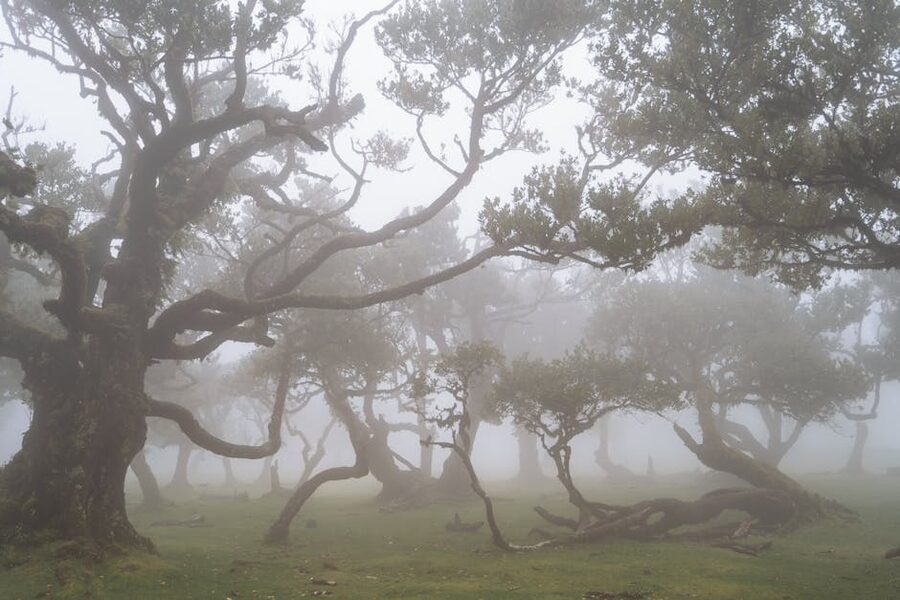 Mystical Laurisilva forest in mist Madeira