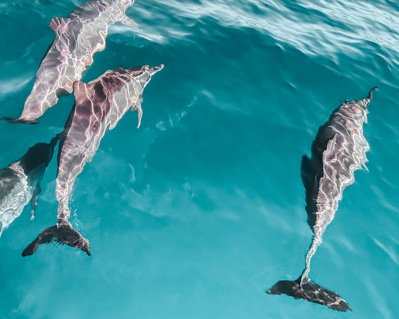 Three dolphins swimming in clear blue ocean