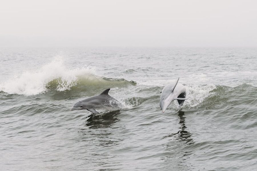 Dolphins leaping through ocean waves