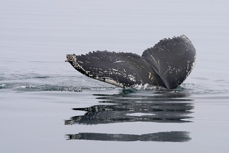 Whale fin breaking the ocean surface