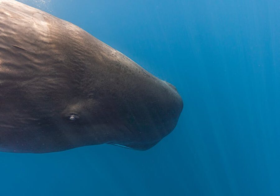 Sperm whale underwater close-up