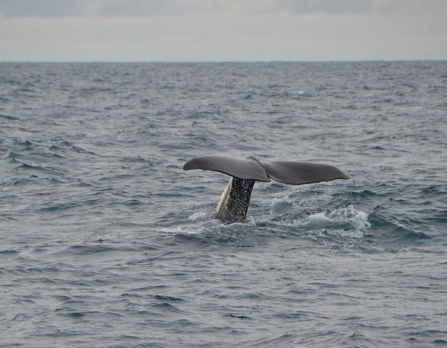 Whale surfacing in northern Norway waters