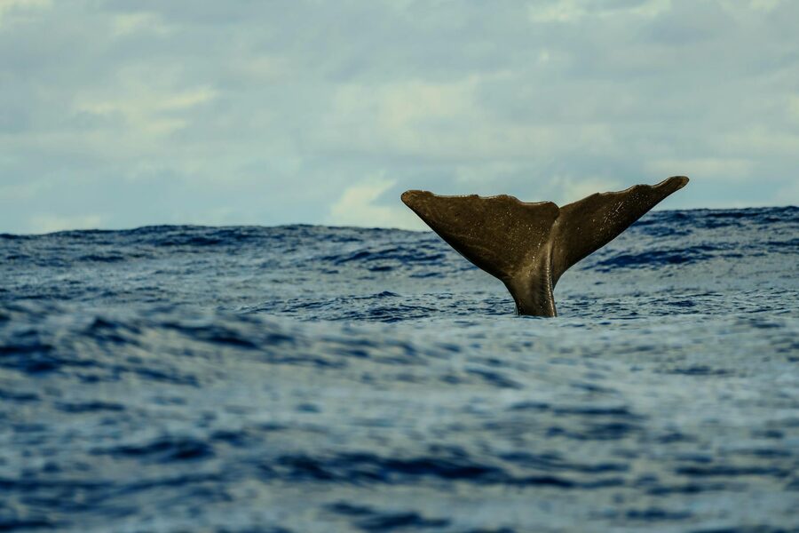 Whale tail breaking the ocean surface