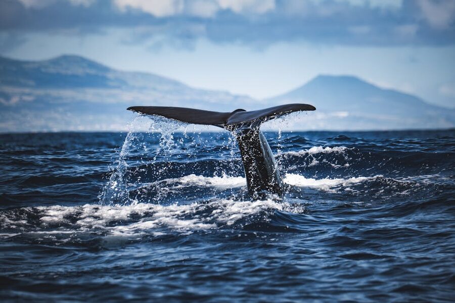 Whale tail fluke above ocean surface