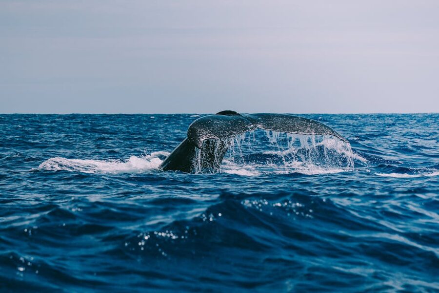 Whale tail emerging from ocean wave