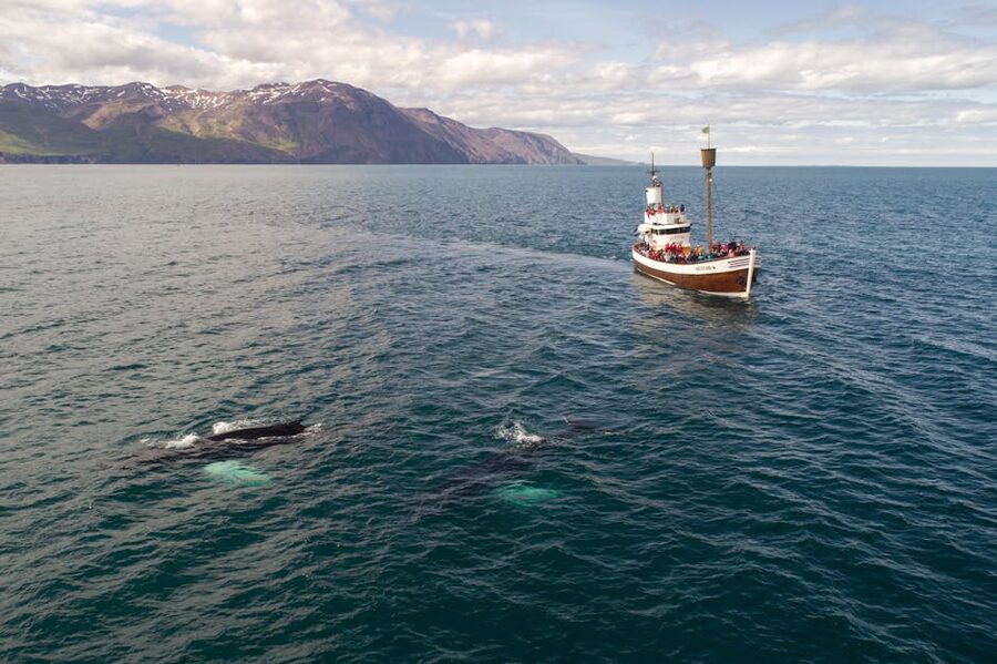 Tourists on a small boat watching a wild whale