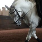 White horse dressage performance