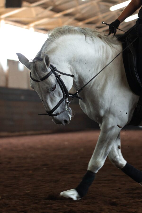 White horse dressage performance