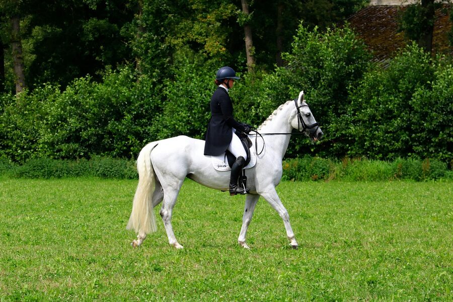 White horse dressage training