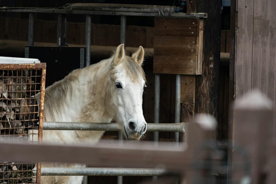 White horse portrait