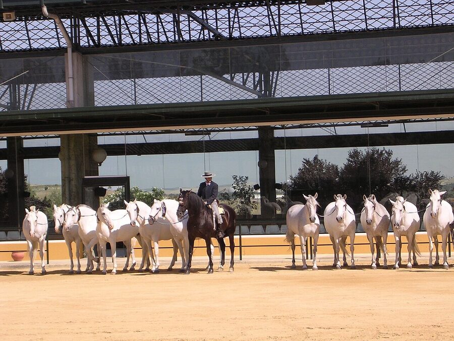 Carthusian mares in display at Jerez stud farm
