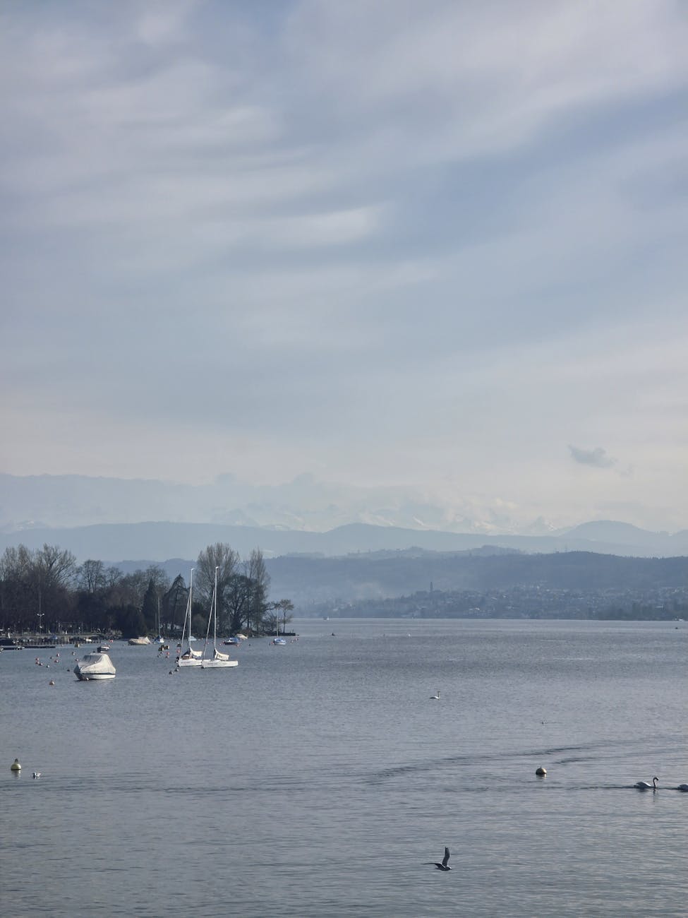 Sailboats on Lake Zurich with Alps in background